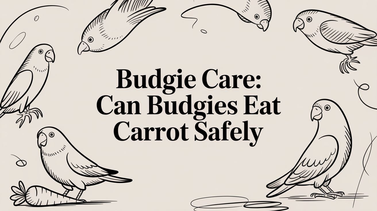 Budgie Care: can budgies eat carrot safely – Lou Lou Bells Bird Toys