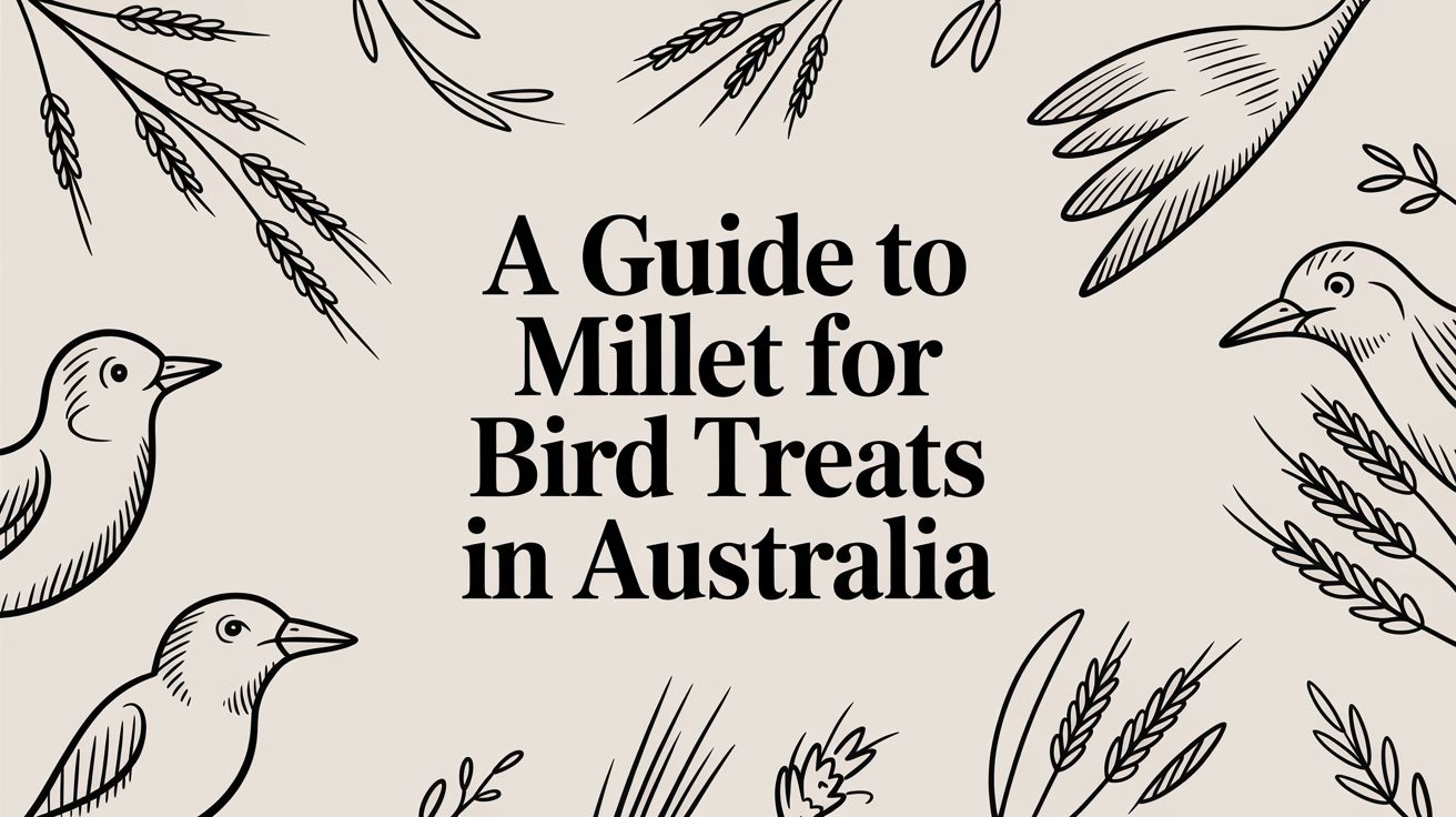 A Guide to Millet For Bird Treats in Australia – Lou Lou Bells Bird Toys